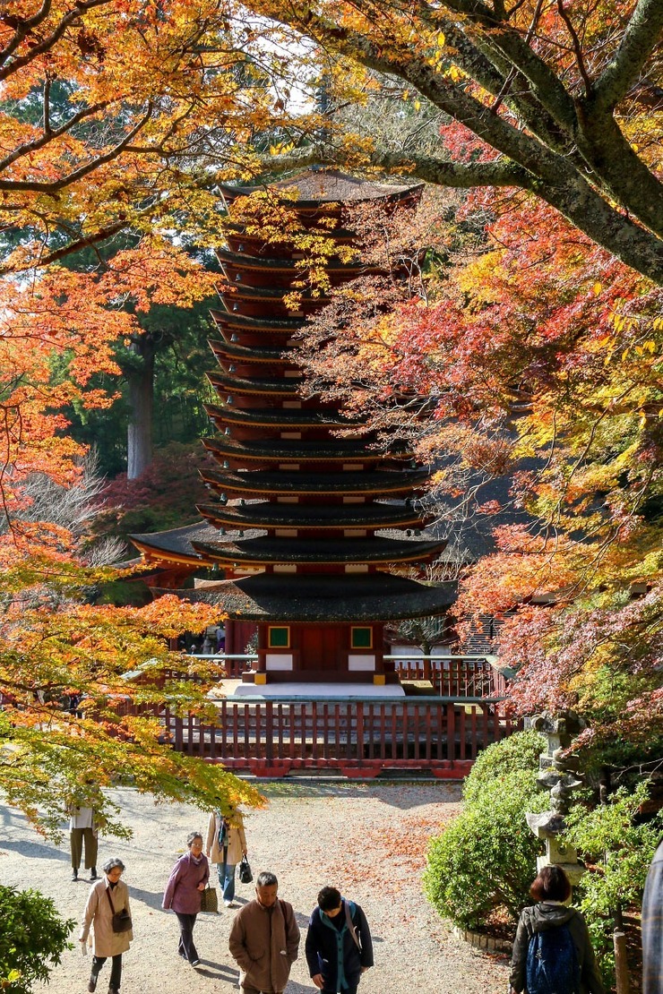 Autumn Color Reports 2017 - Sakurai: Peak Colors