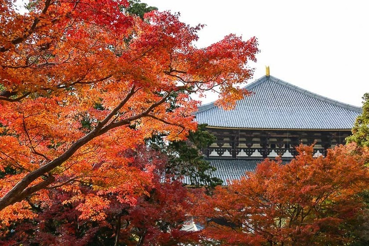 Autumn Color Reports 2017 - Nara: Peak Colors