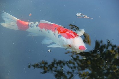 Autumn Color Reports 2018 - Kyoto: Starting to Change