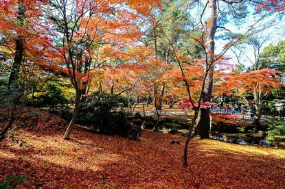 Autumn Color Reports 2018 - Kanazawa: Peak Colors