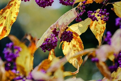 Autumn Color Reports 2018 - Tokyo: Peak Colors