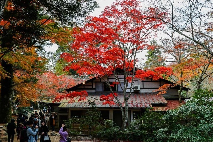 Autumn Color Reports 2018 - Miyajima: Peak Colors
