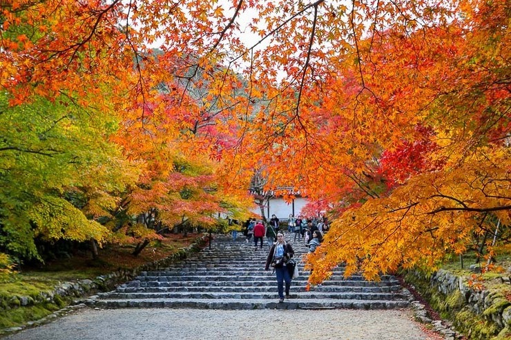 Autumn Color Reports 2018 - Kyoto: Peak Colors