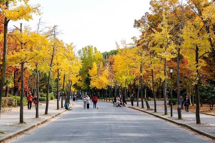Autumn Color Reports 2018 - Osaka: Approaching Peak