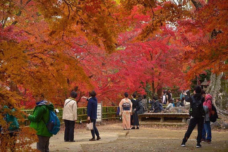 Autumn Color Reports 2018 - Kyoto: Beyond Peak