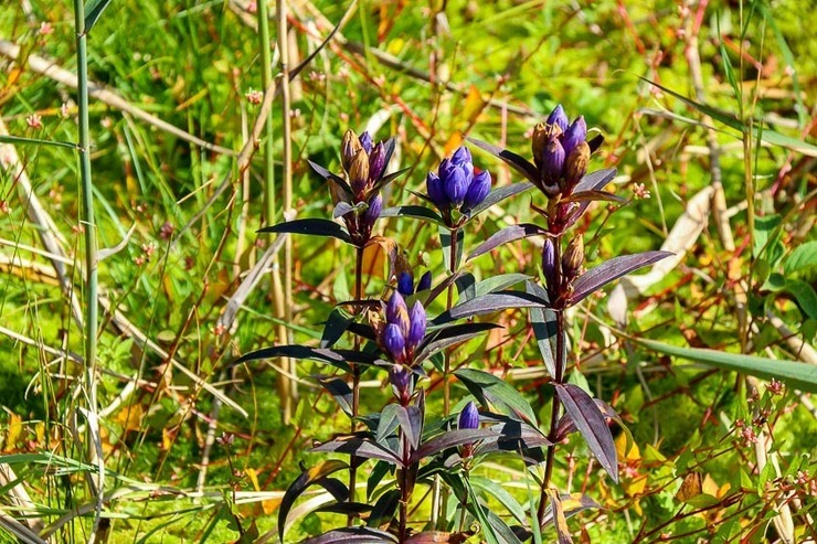 Autumn Color Reports 2019 - Route 292: Starting to Change