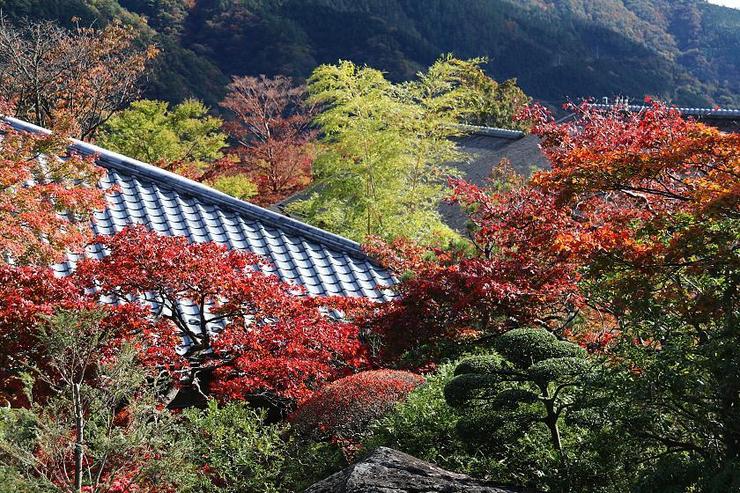 Autumn Color Reports 2019 - Hakone: Peak Colors