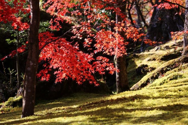 Autumn Color Reports 2019 - Hakone: Peak Colors