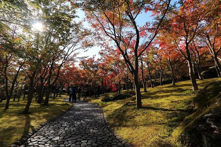 Autumn Color Reports 2019 - Hakone: Peak Colors