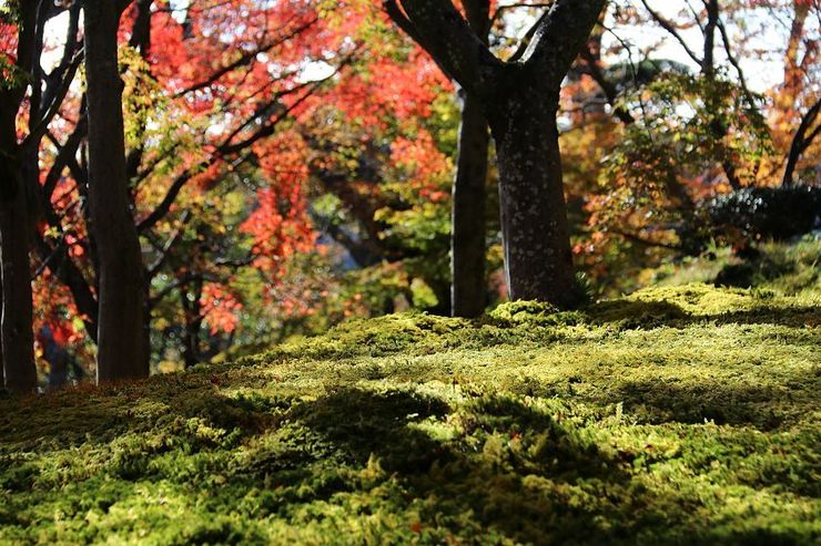 Autumn Color Reports 2019 - Hakone: Peak Colors