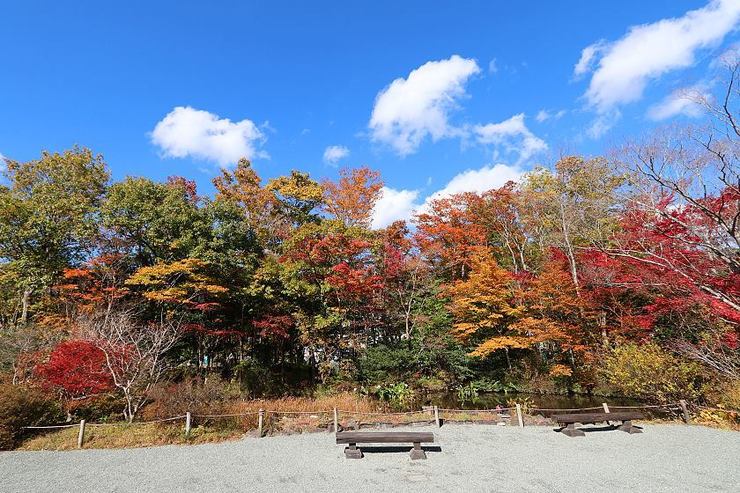 Autumn Color Reports 2019 - Hakone: Peak Colors