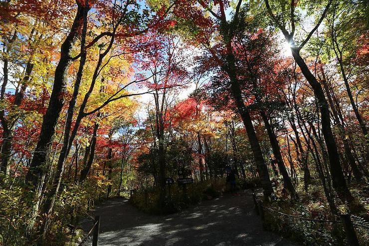 Autumn Color Reports 2019 - Hakone: Peak Colors