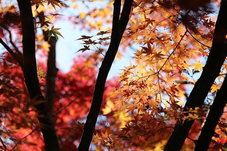 Autumn Color Reports 2019 - Hakone: Peak Colors