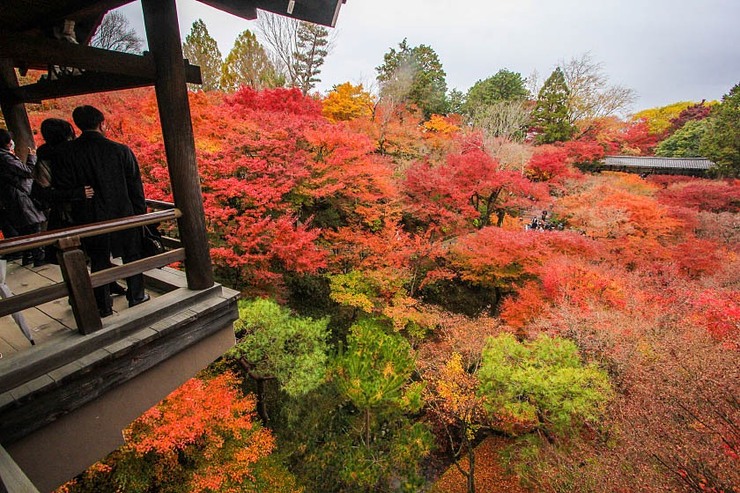Autumn Color Reports 2019 - Kyoto: Peak Colors