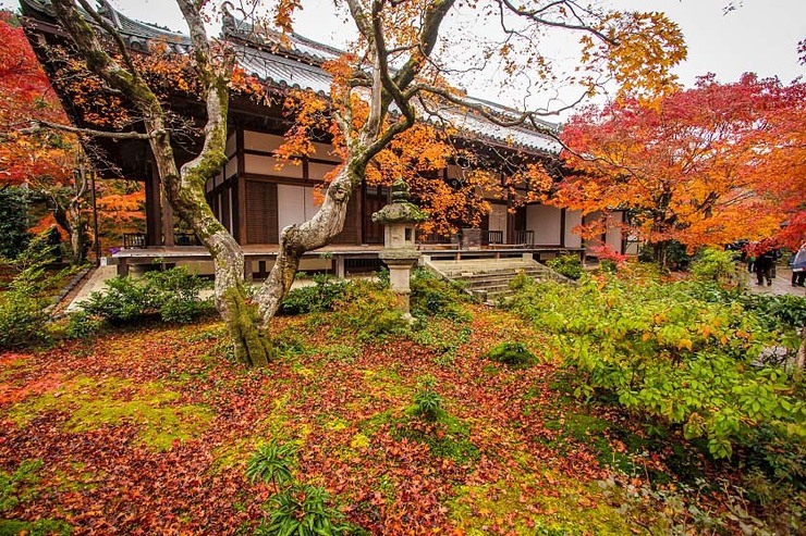 Autumn Color Reports 2019 - Kyoto: Peak Colors