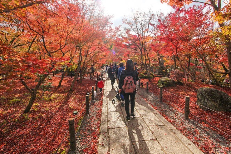 Autumn Color Reports 2019 - Kyoto: Beyond Peak
