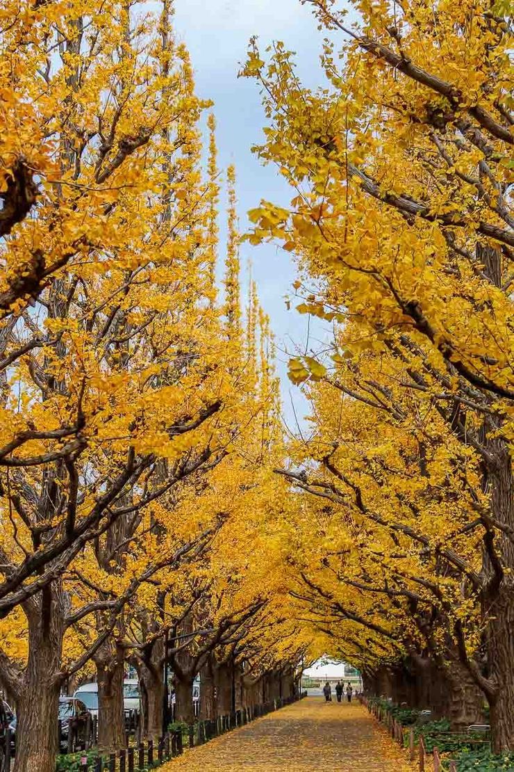 Autumn Color Reports 2019 - Tokyo: Peak Colors