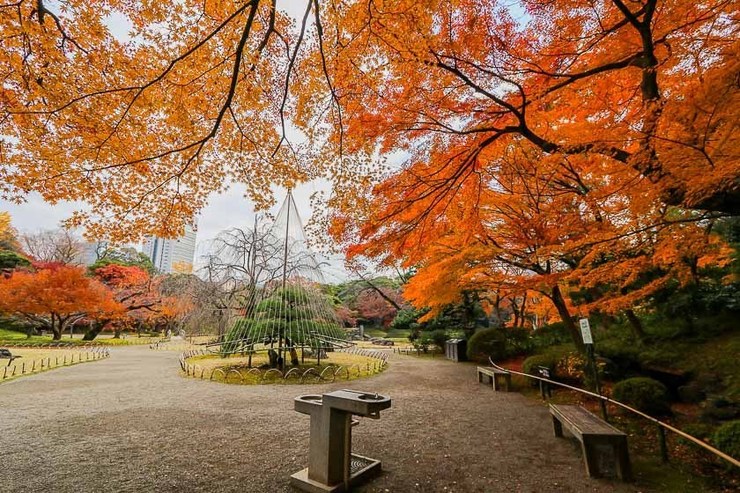 Autumn Color Reports 2019 - Tokyo: Peak Colors