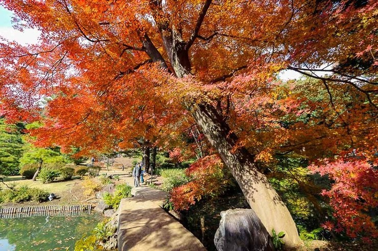 Autumn Color Reports 2019 - Tokyo: Peak Colors