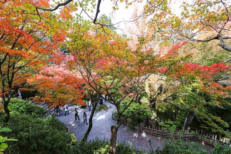 Autumn Color Reports 2020 - Kyoto: Approaching Peak