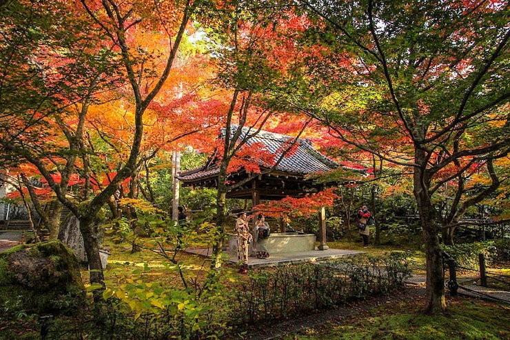 Autumn Color Reports 2020 - Kyoto: Peak Colors