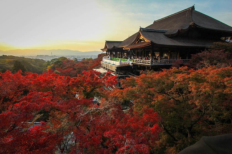 Autumn Color Reports 2020 - Kyoto: Peak Colors