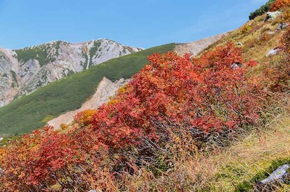 Autumn Color Reports 2023 - Alpine Route: Peak Colors