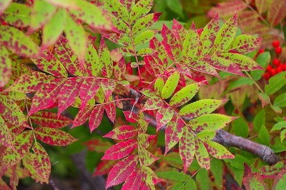 Autumn Color Reports 2023 - Alpine Route: Peak Colors