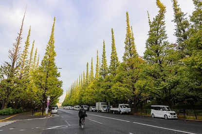 Autumn Color Reports 2023 - Tokyo: Starting to Change