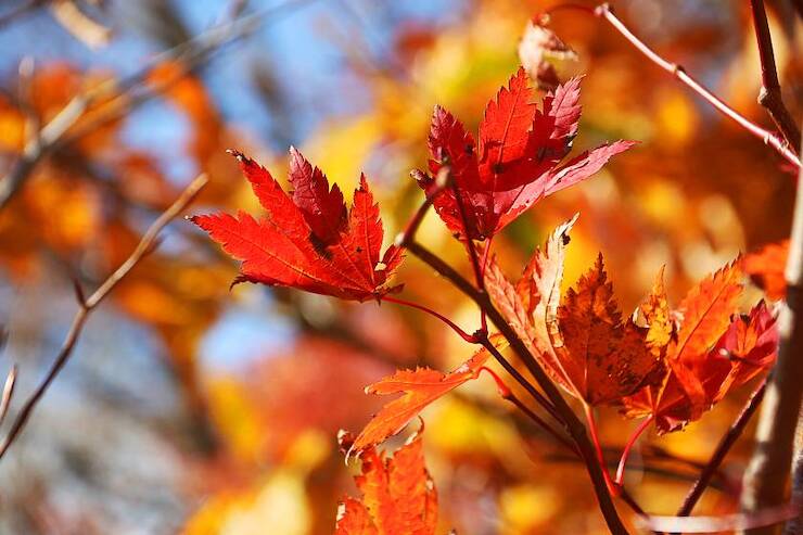 Autumn Color Reports 2023 - Hachimantai: Beyond Peak