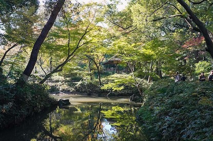 Autumn Color Reports 2024 - Tokyo: Approaching Peak