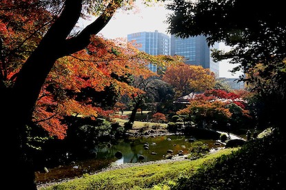 Autumn Color Reports 2024 - Tokyo: Approaching Peak