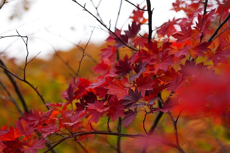 Autumn Color Reports 2024 - Nikko: Approaching Peak