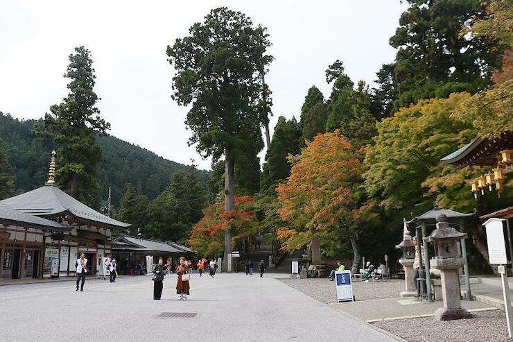 Autumn Color Reports 2024 - Kyoto: Still Green