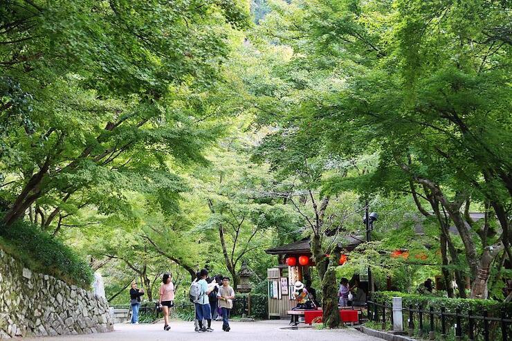 Autumn Color Reports 2024 - Kyoto: Still Green