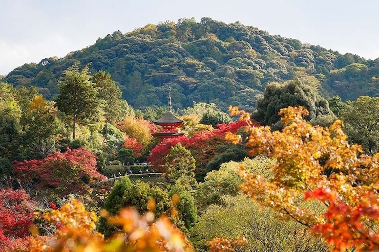 Autumn Color Reports 2024 - Kyoto: Peak Colors