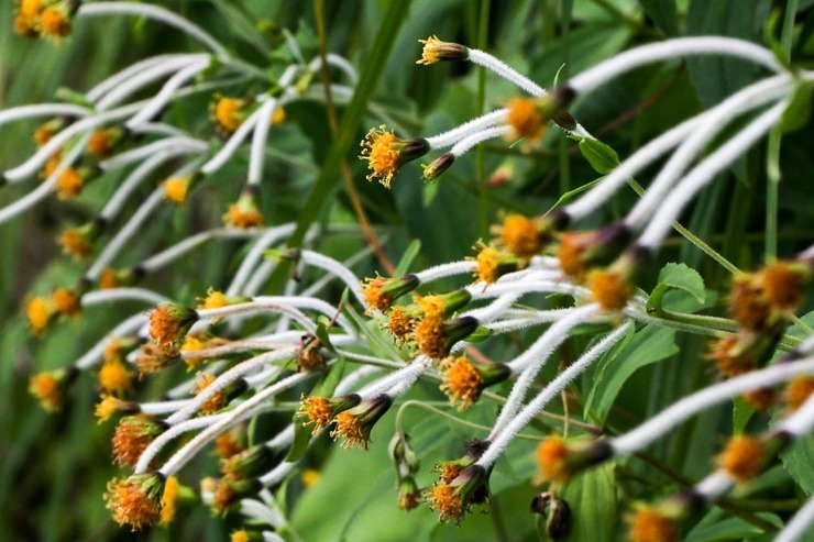 Among the Peaks - One of Japan's best hikes: Mt. Shirouma-dake