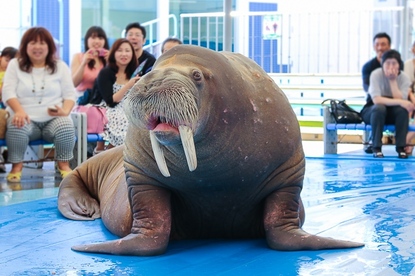 Raina's Japan Travel Journal: Train travel into the Ise-Shima region