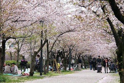 Cherry Blossom Report 2012: Osaka Report