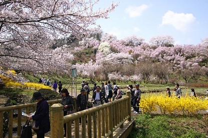 Cherry Blossom Report 2012: Fukushima Report