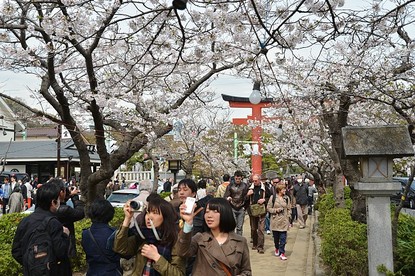 Scott's Japan Travel Journal: Cherry Blossom Report: Kamakura