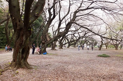 Scott's Japan Travel Journal: Cherry Blossom Report: Tokyo
