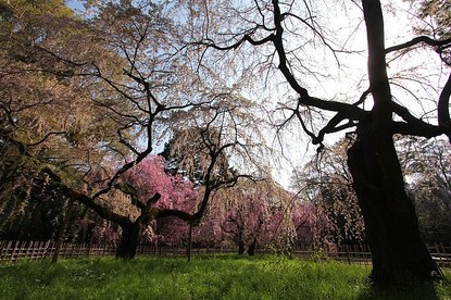Schauwecker's Japan Travel Blog: Cherry Blossom Report: Kyoto