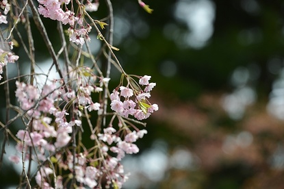 Scott's Japan Travel Journal: Cherry Blossom Report: Hakone