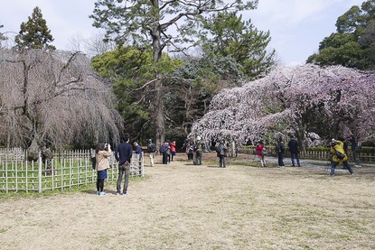 Scott's Japan Travel Journal: Cherry Blossom Report: Kyoto