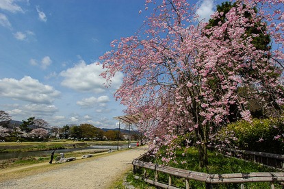 Raina's Japan Travel Journal: Kyoto Cherry Blossom Report
