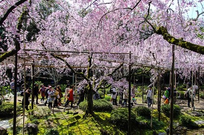 Raina's Japan Travel Journal: Kyoto Cherry Blossom Report