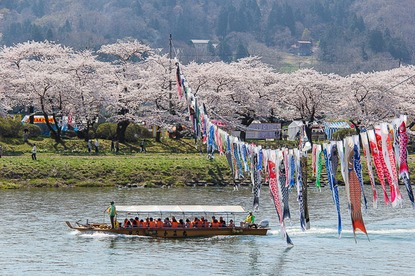 Raina's Japan Travel Journal: Kitakami Cherry Blossom Report