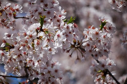 Cherry Blossom Report 2015: Tokyo Report