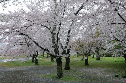 Cherry Blossom Reports 2016 - Kyoto: Full Bloom